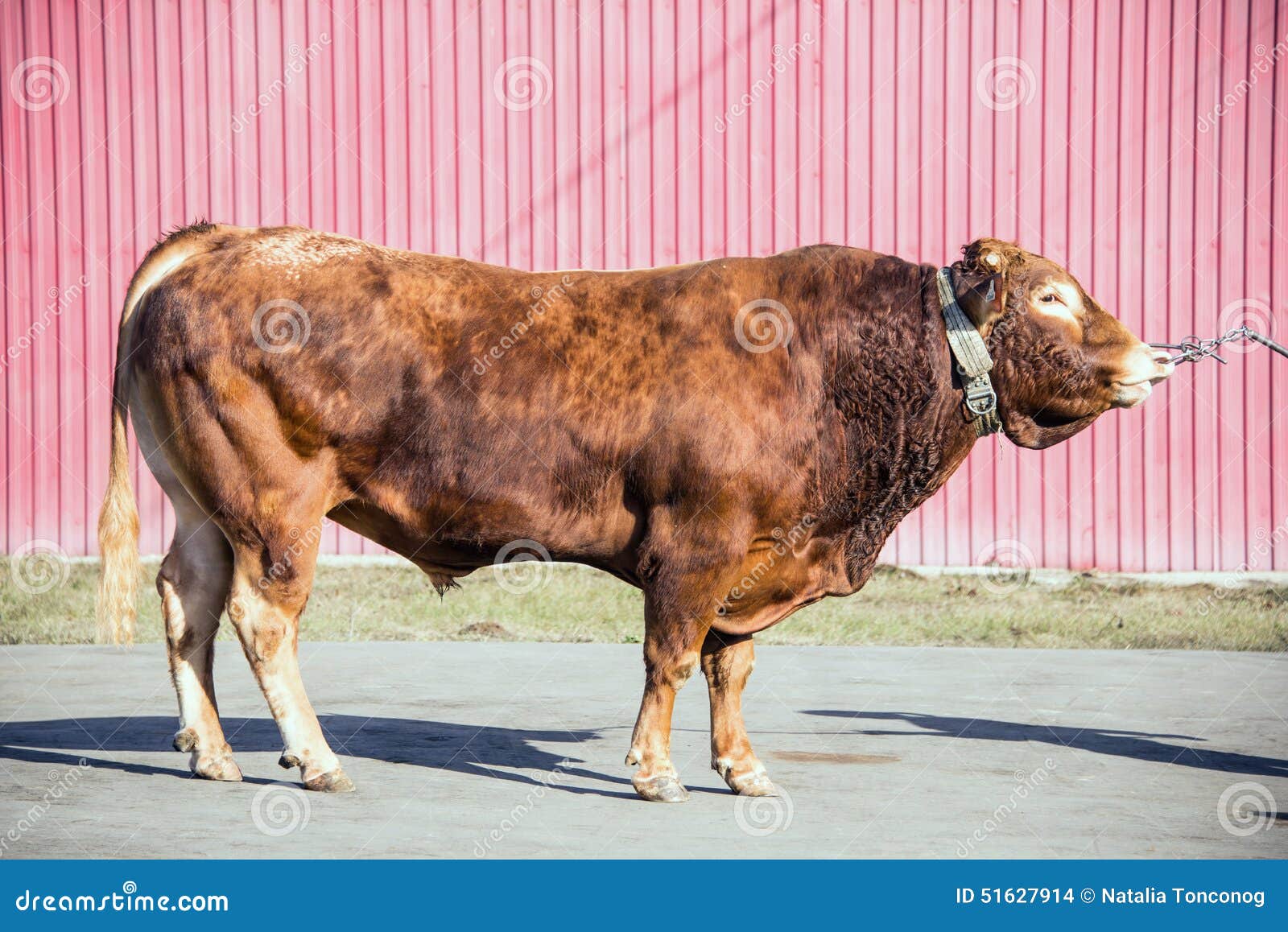 Toro De La Raza De Ayrshire Foto de archivo - Imagen de pasto, standing ...
