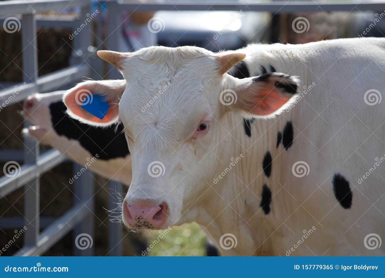 Toro de la raza Holstein imagen de archivo. Imagen de pradera - 157779365