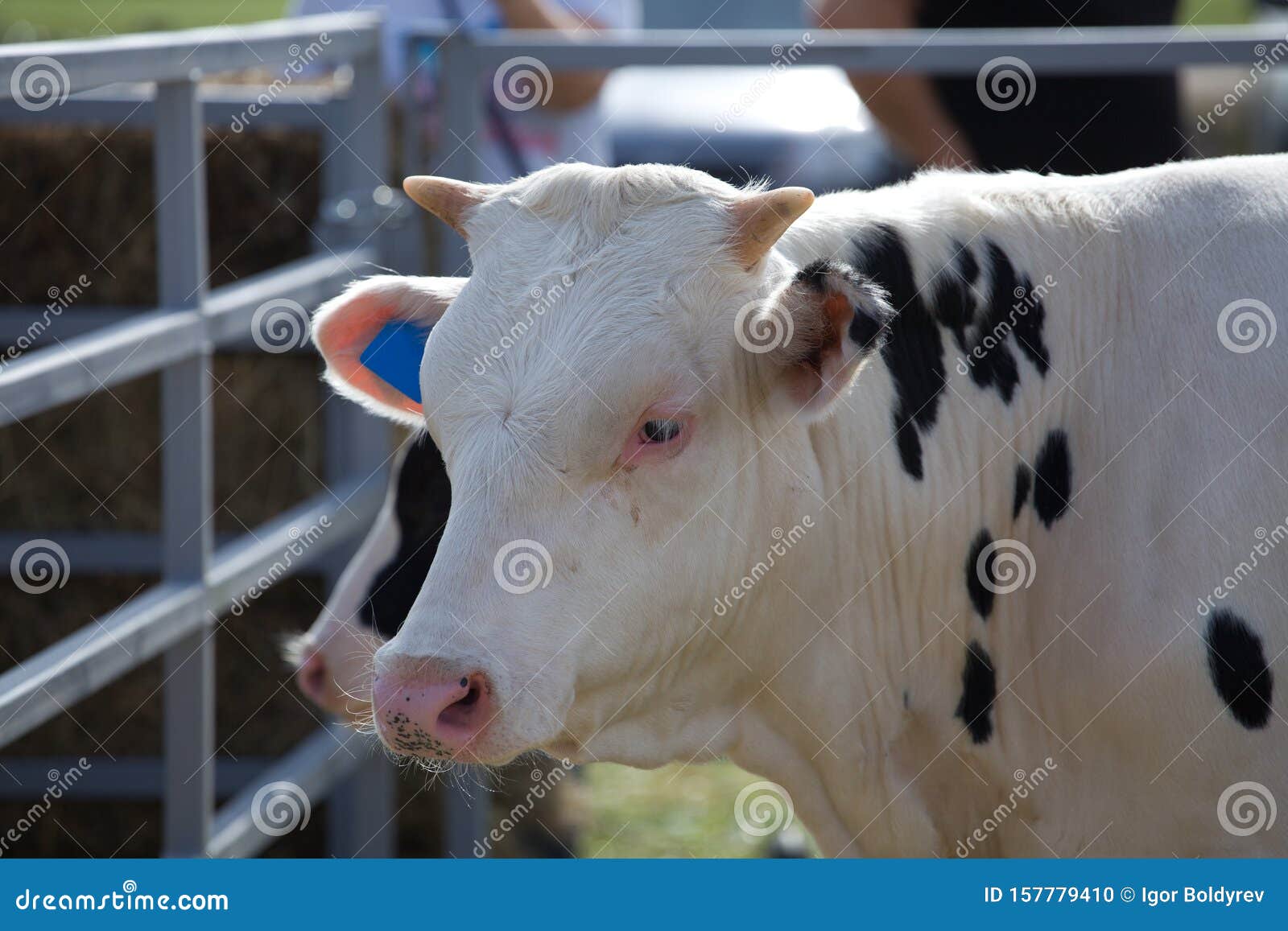 Toro de la raza Holstein foto de archivo. Imagen de prado - 157779410