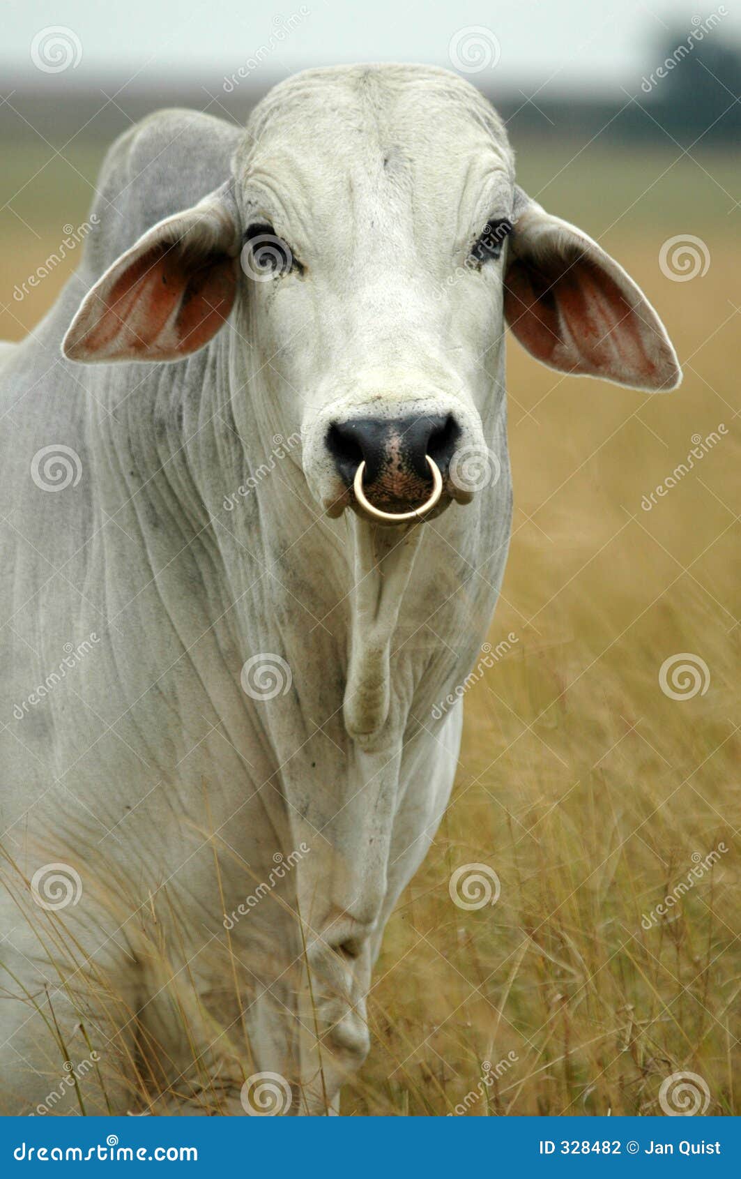 Toro del Brahman fotografia stock. Immagine di podere, rame - 328482