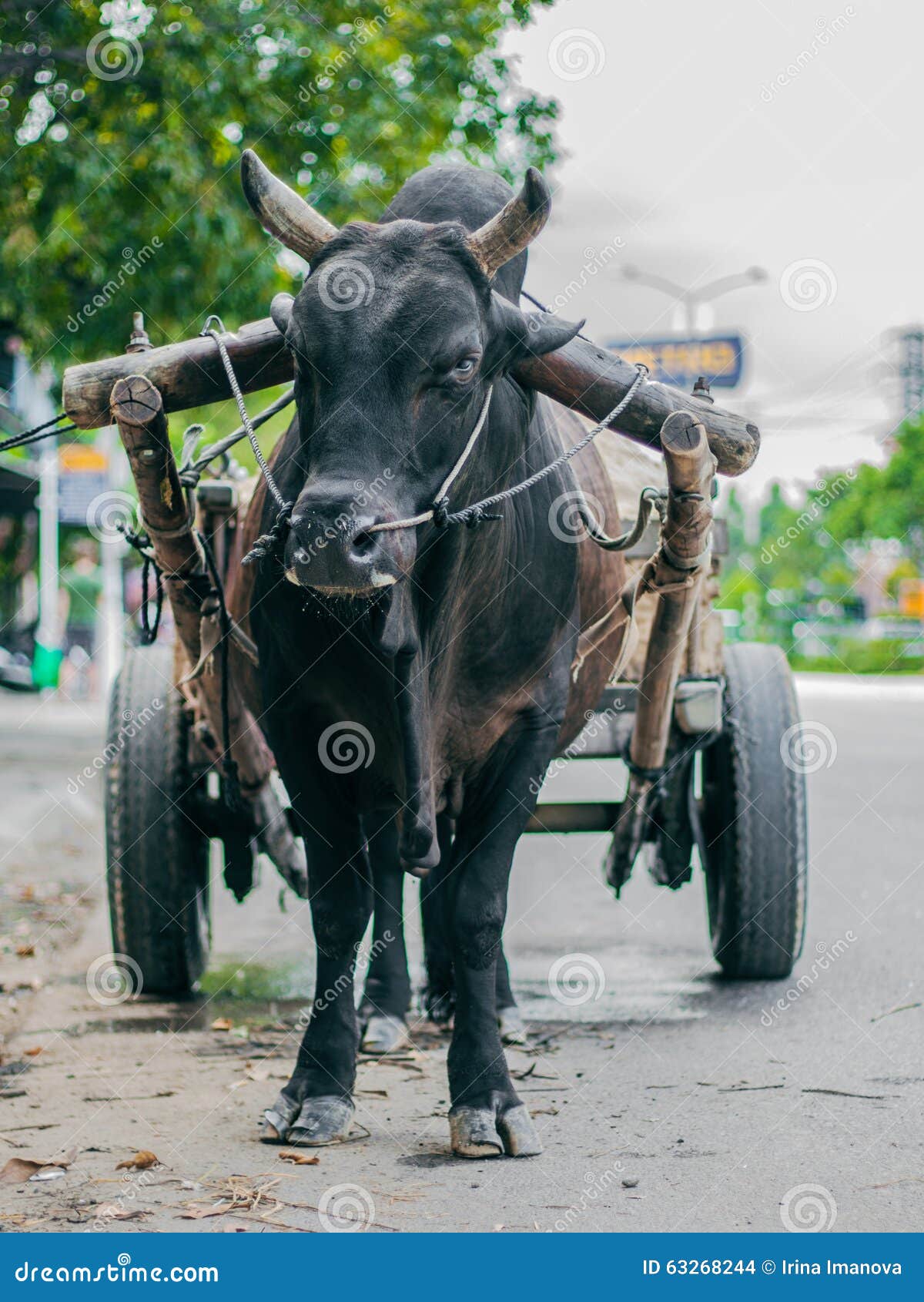 Toro Del Cebú Atado a Un Carro Foto de archivo - Imagen de ganados ...