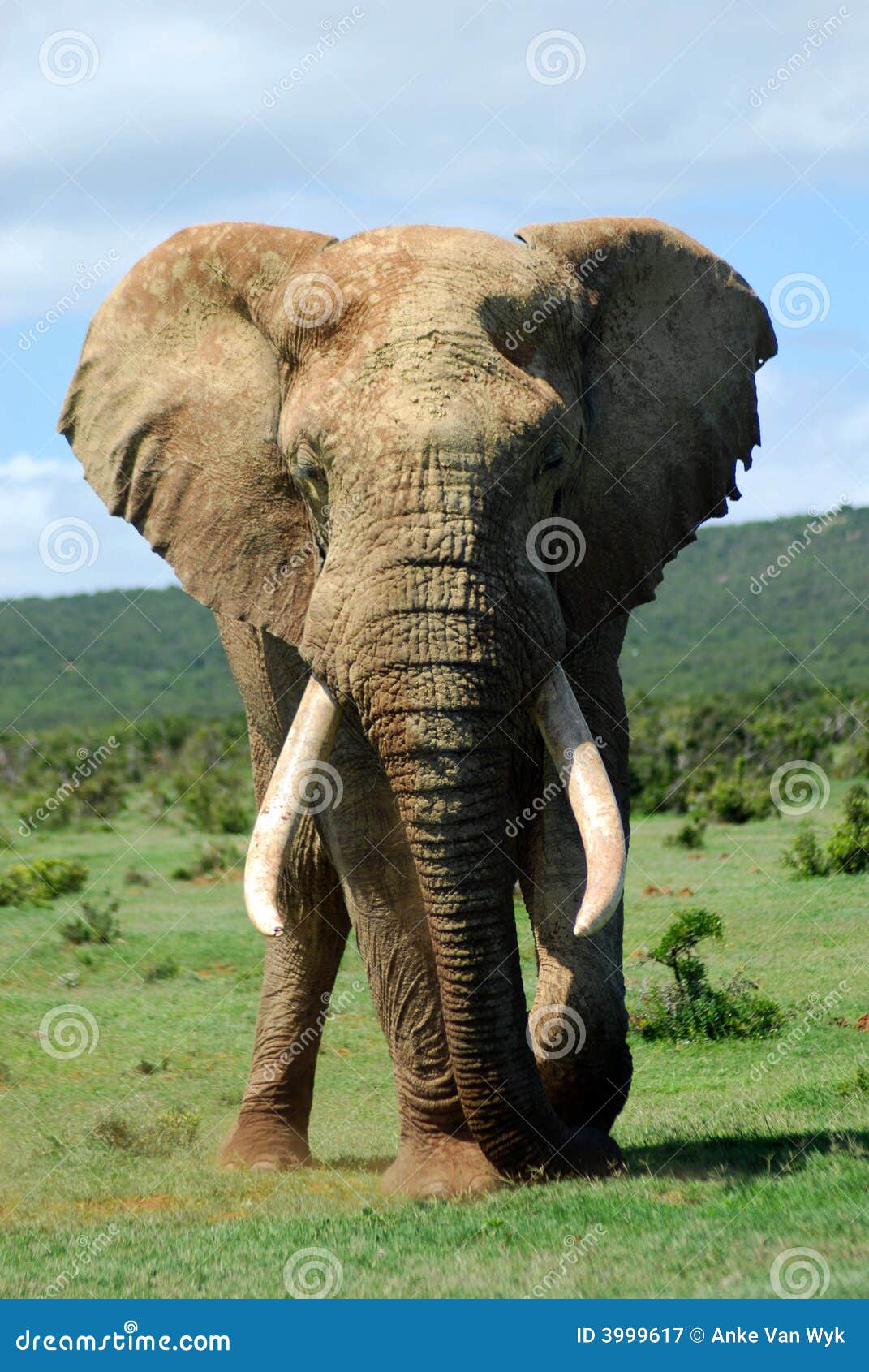 Toro del elefante imagen de archivo. Imagen de facial - 3999617