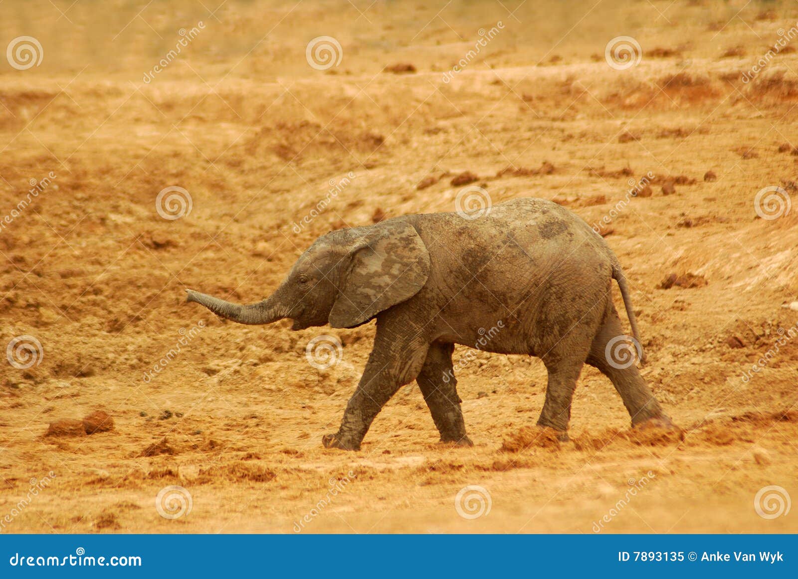 Toro del elefante del bebé imagen de archivo. Imagen de adorable - 7893135
