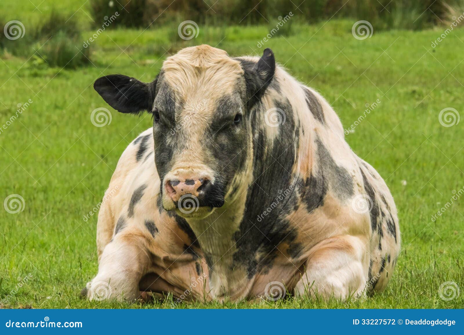 Toro del Holstein-frisón foto de archivo. Imagen de nariz - 33227572