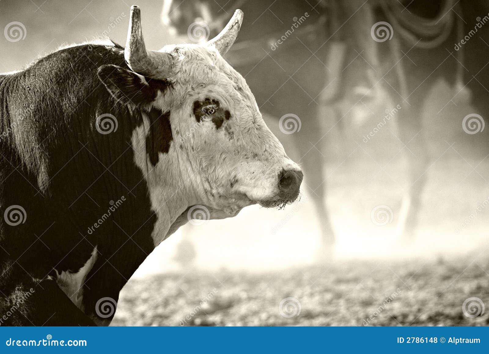 Toro del rodeo foto de archivo. Imagen de cultura, primer - 2786148