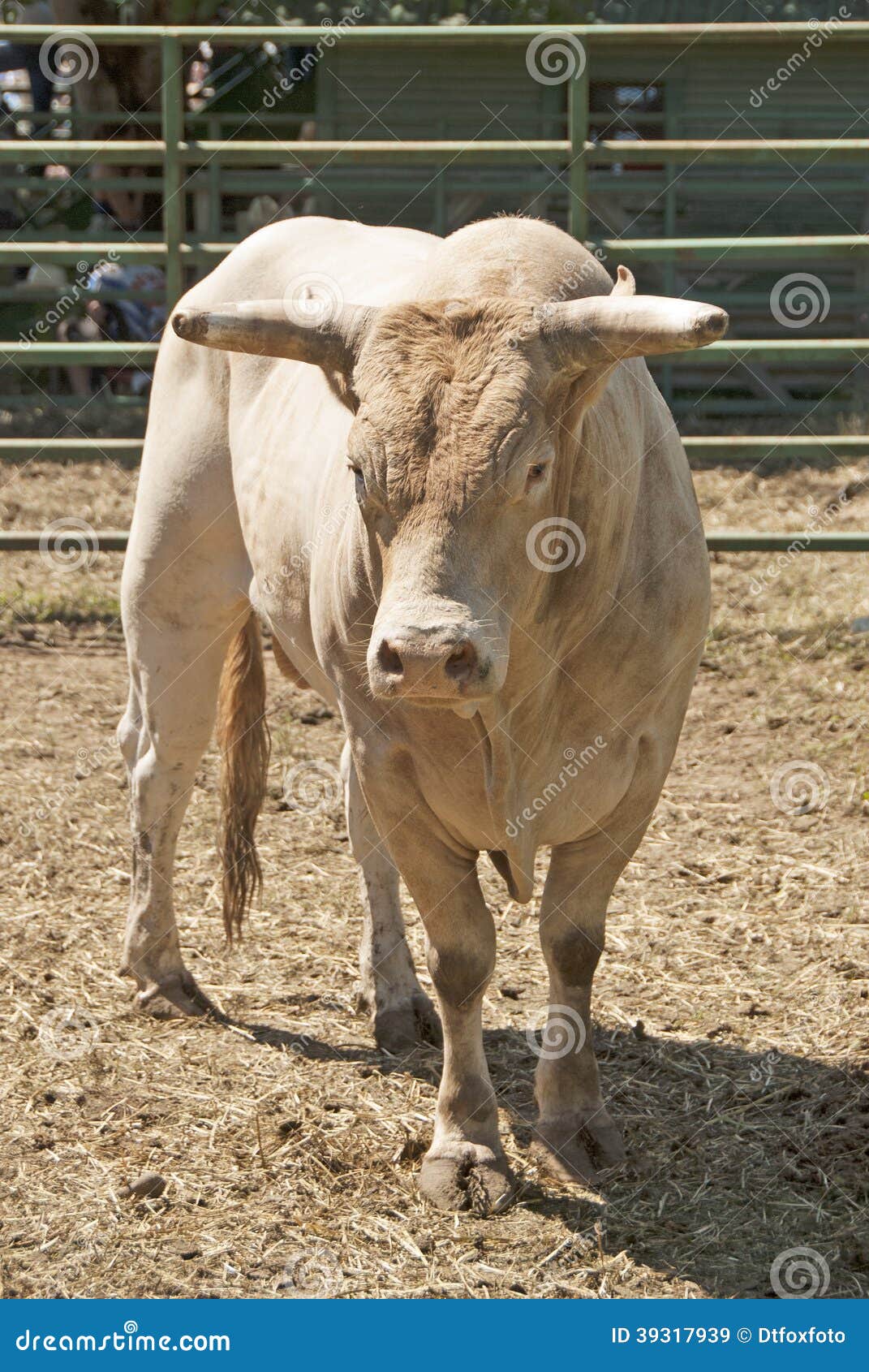 Toro del rodeo immagine stock. Immagine di animale, mucca - 39317939