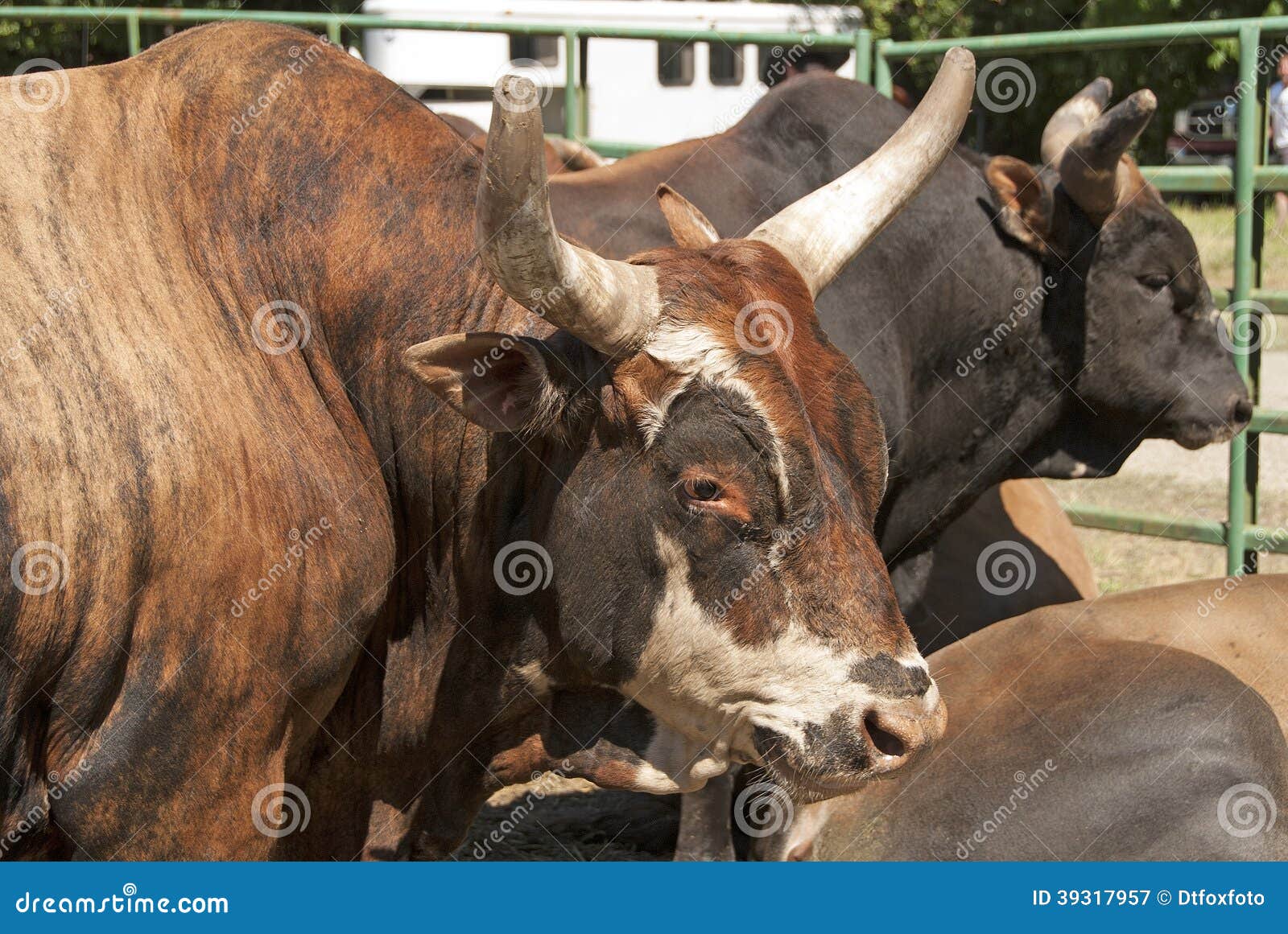 Toro del rodeo immagine stock. Immagine di cowboy, corni - 39317957