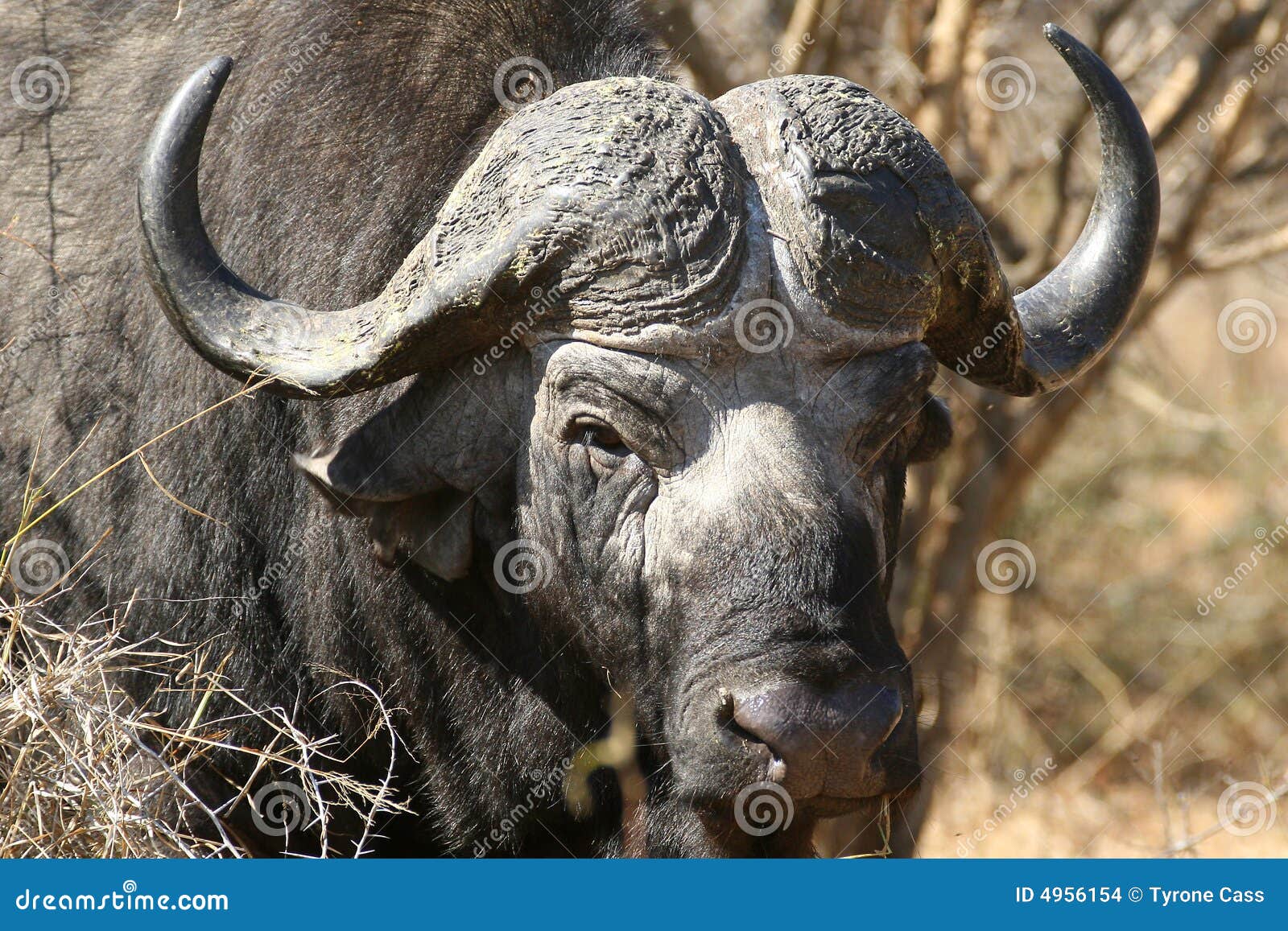 Toro della Buffalo fotografia stock. Immagine di bufalo - 4956154