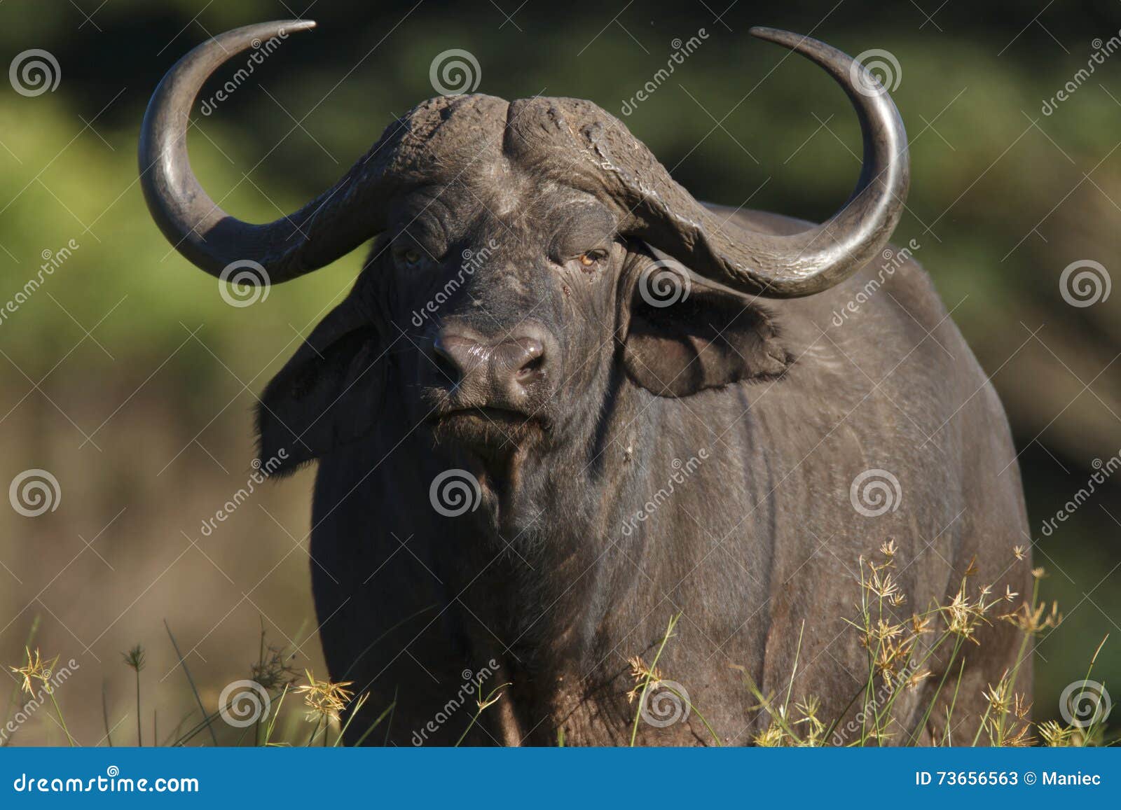 Toro della Buffalo immagine stock. Immagine di toro, bufalo - 73656563