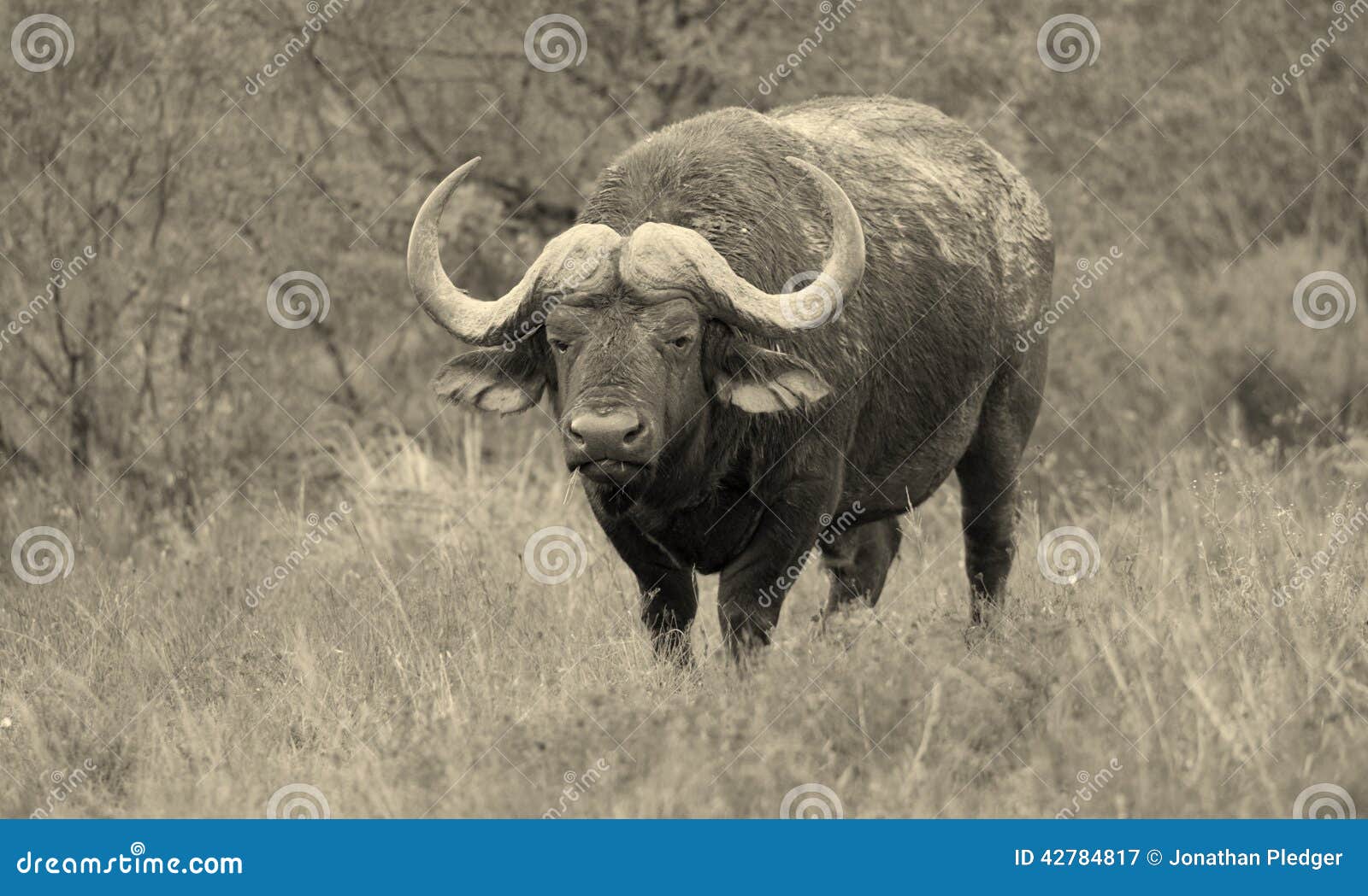 Toro Della Buffalo Nel Sudafrica Immagine Stock - Immagine di toro ...