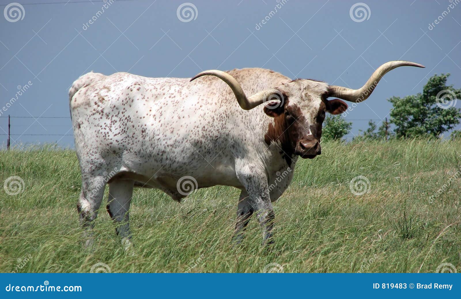 Toro della mucca texana immagine stock. Immagine di pascolo - 819483