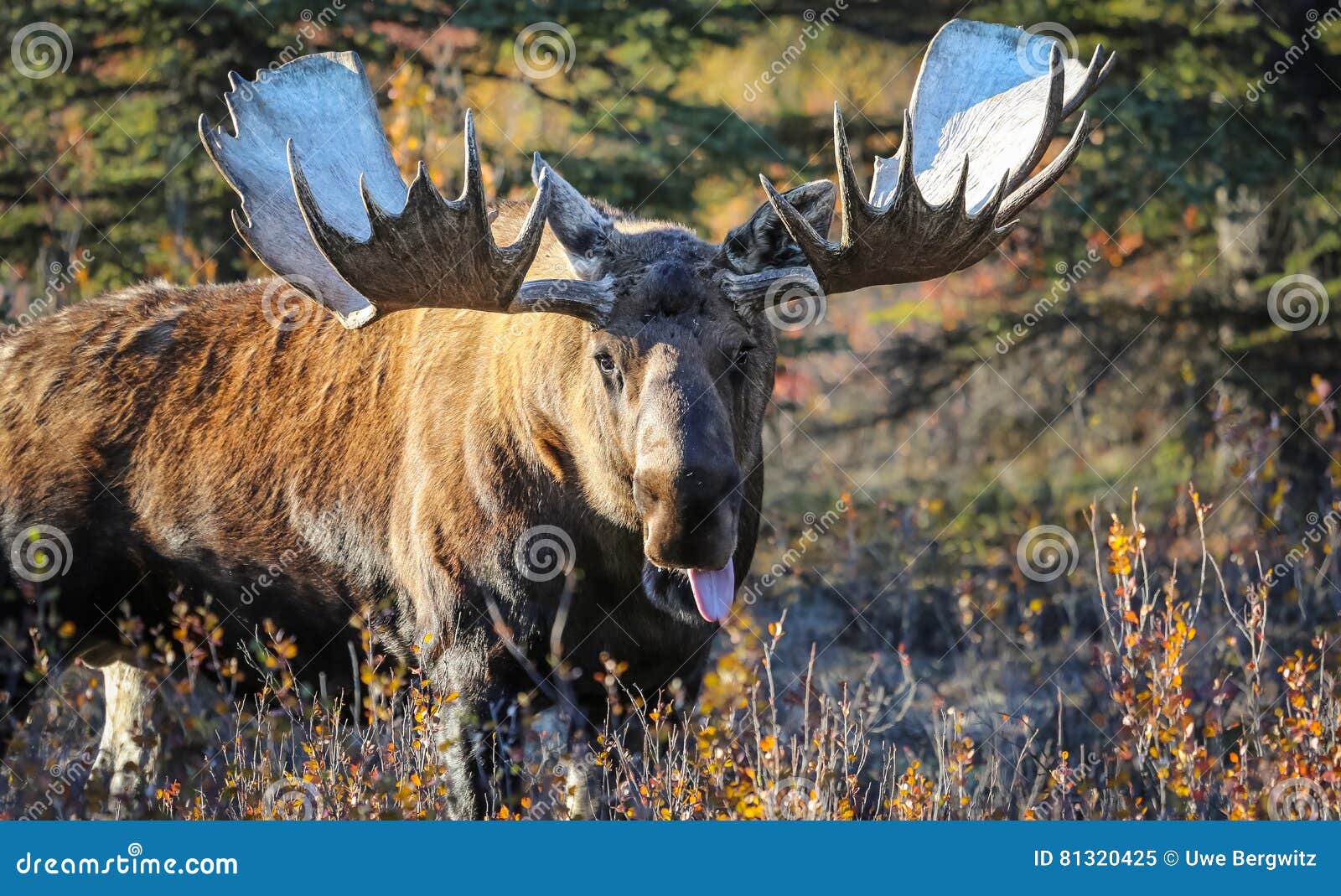 Toro Delle Alci Nell'Alaska Immagine Stock - Immagine di mammifero ...