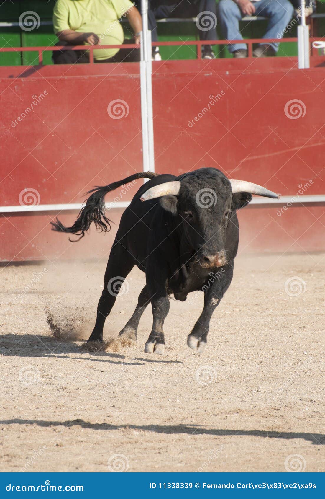 Toro di combattimento immagine stock. Immagine di arena - 11338339