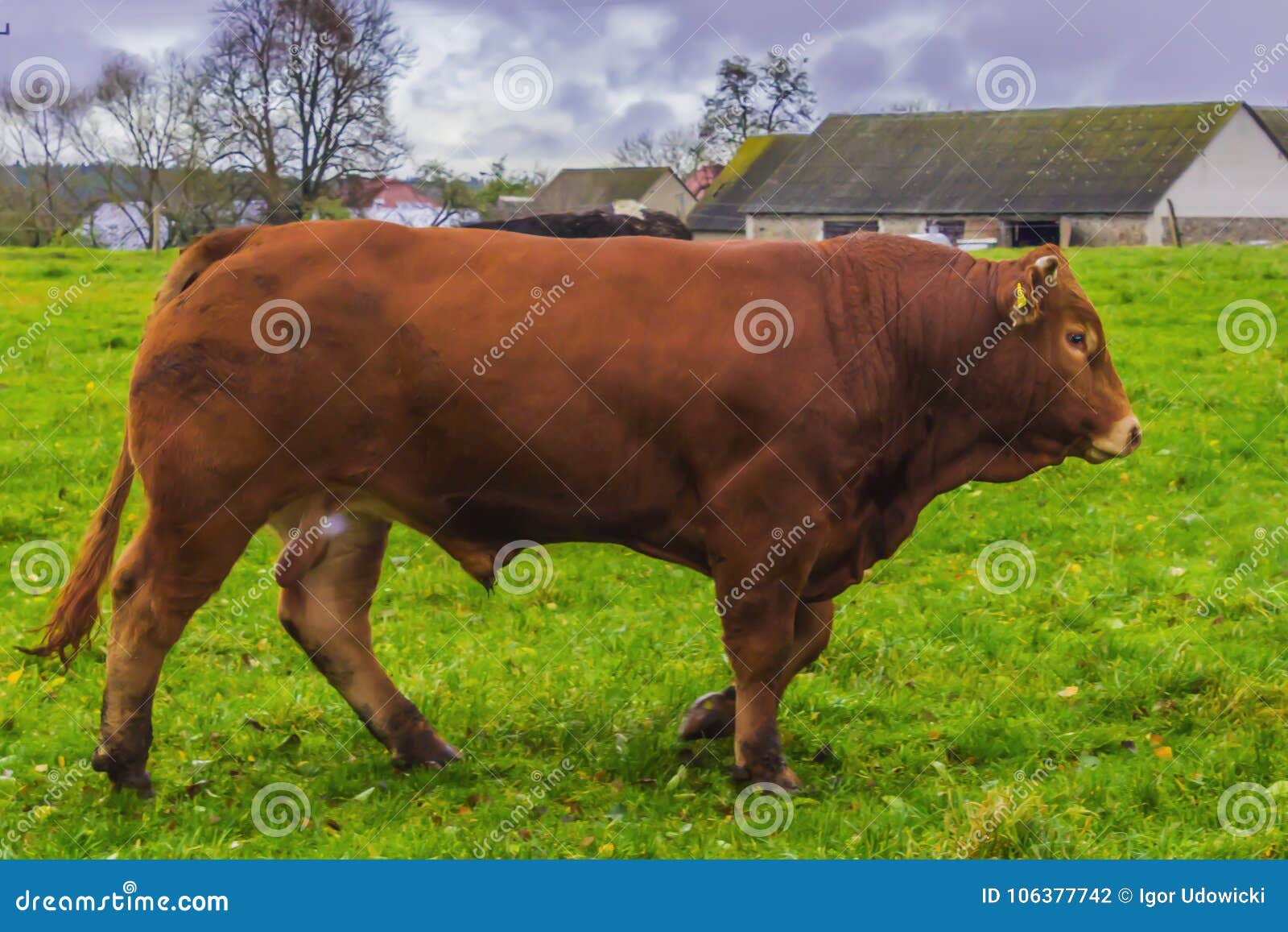 Toro Di Marrone Della Razza Del Simmental Fotografia Stock - Immagine ...