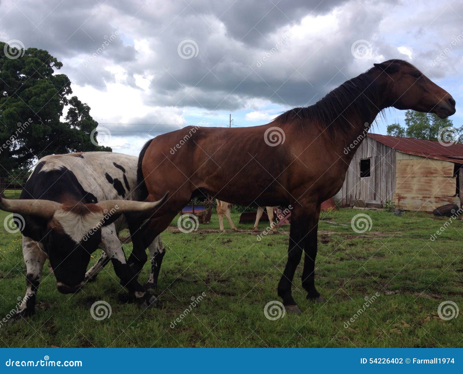 Toro E Cavallo Della Mucca Texana Fotografia Stock - Immagine di rabbia ...