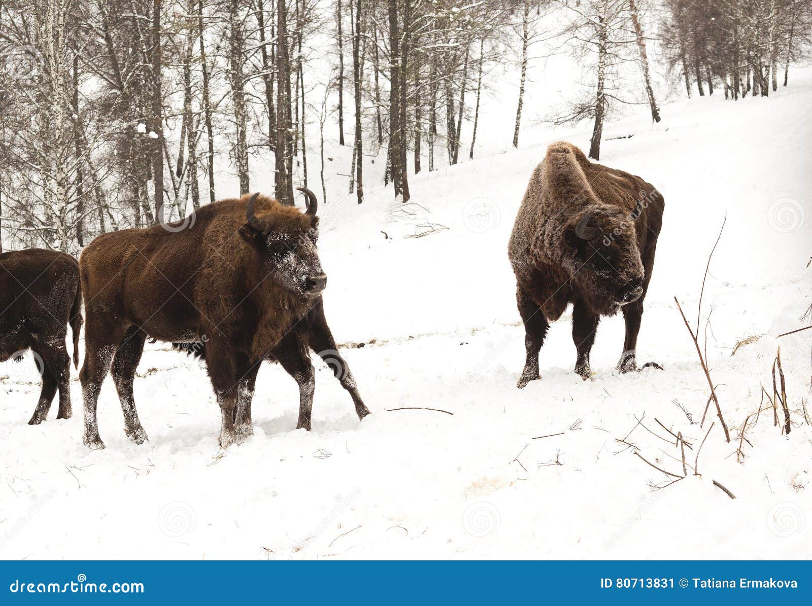 Toro E Mucca Del Bisonte Con Il Vitello Fondo Della Foresta E Della ...