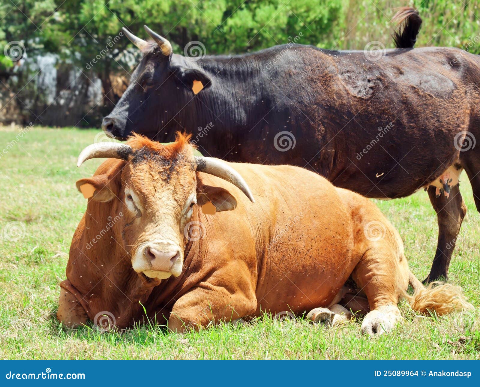 Toro E Mucca Spagnoli Del Latte Fotografia Stock - Immagine di ...
