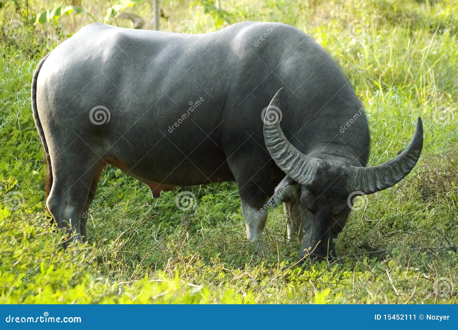 Toro Enorme Con Un Fondo Verde Imagen de archivo - Imagen de claxon ...