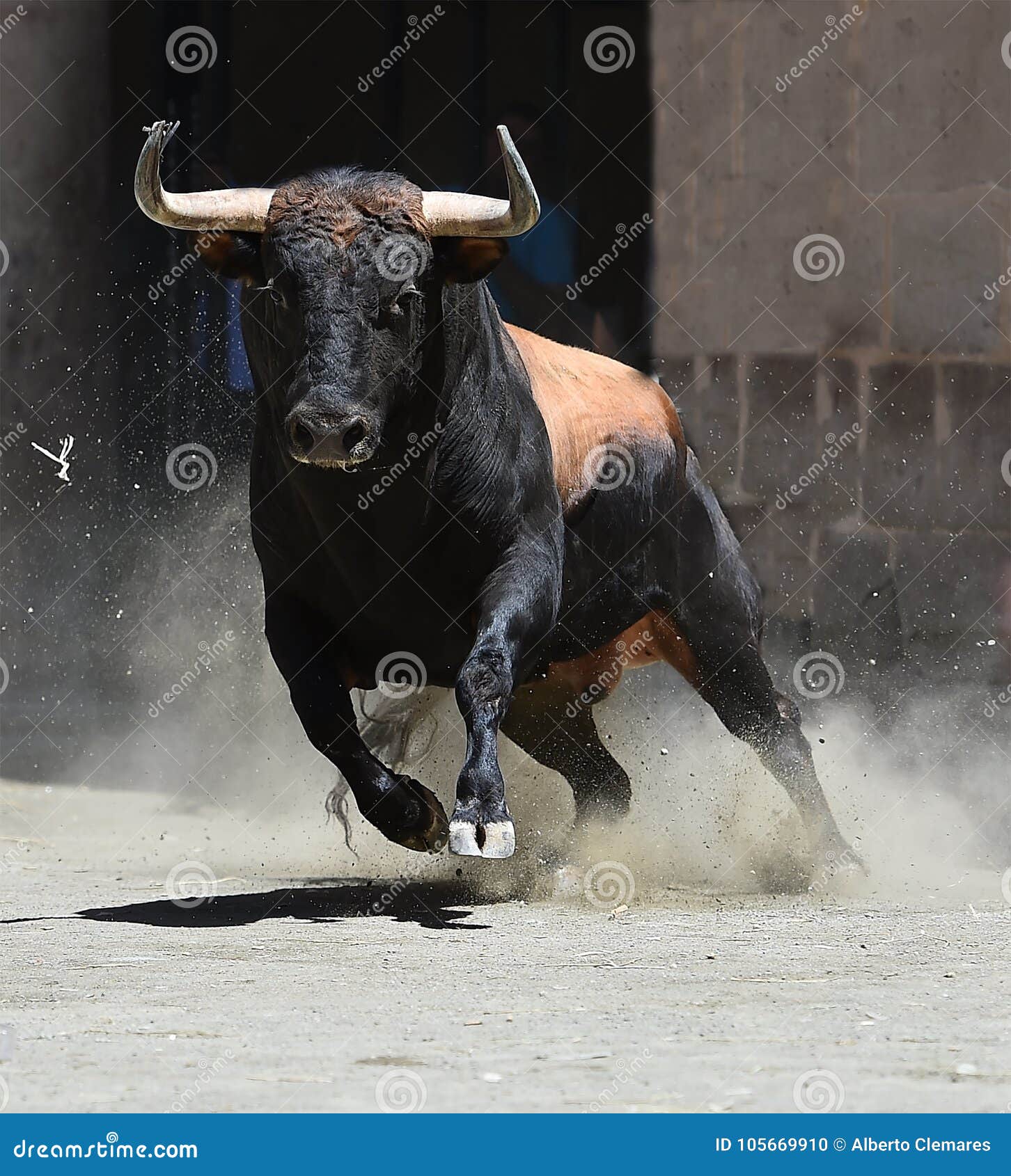 Toro español foto de archivo. Imagen de miedo, tauromaquia - 105669910