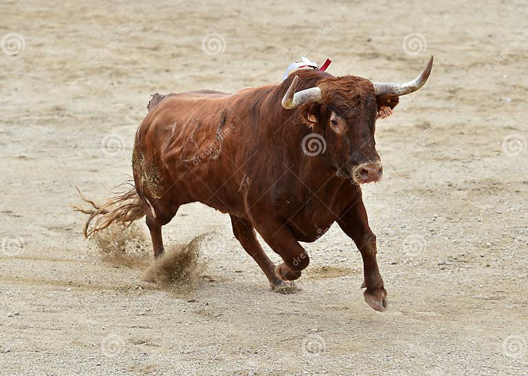 Toro español foto de archivo. Imagen de tauromaquia, cultura - 91826570
