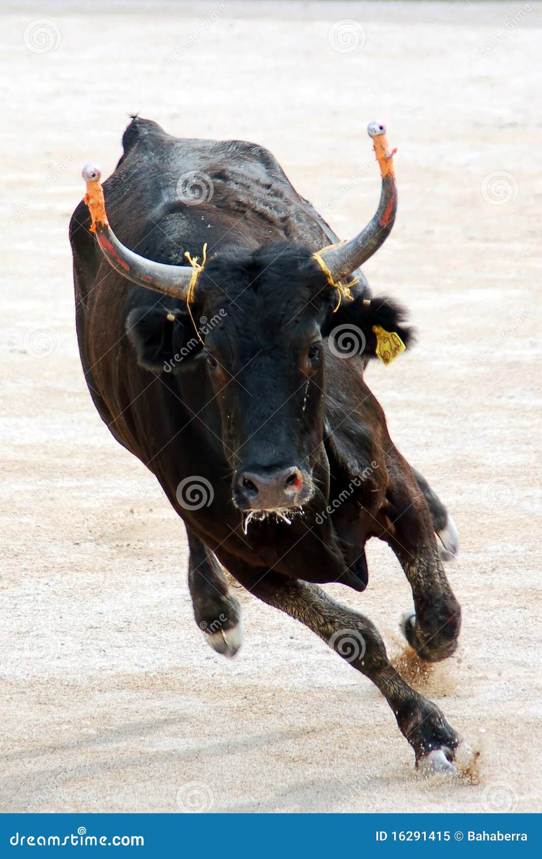 Toro furioso imagen de archivo. Imagen de redondo, retrato - 16291415