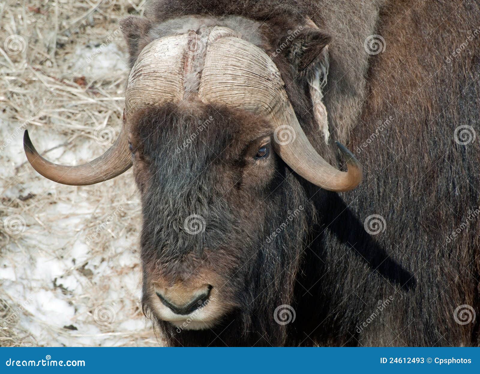 Toro grande imagen de archivo. Imagen de piel, fauna - 24612493