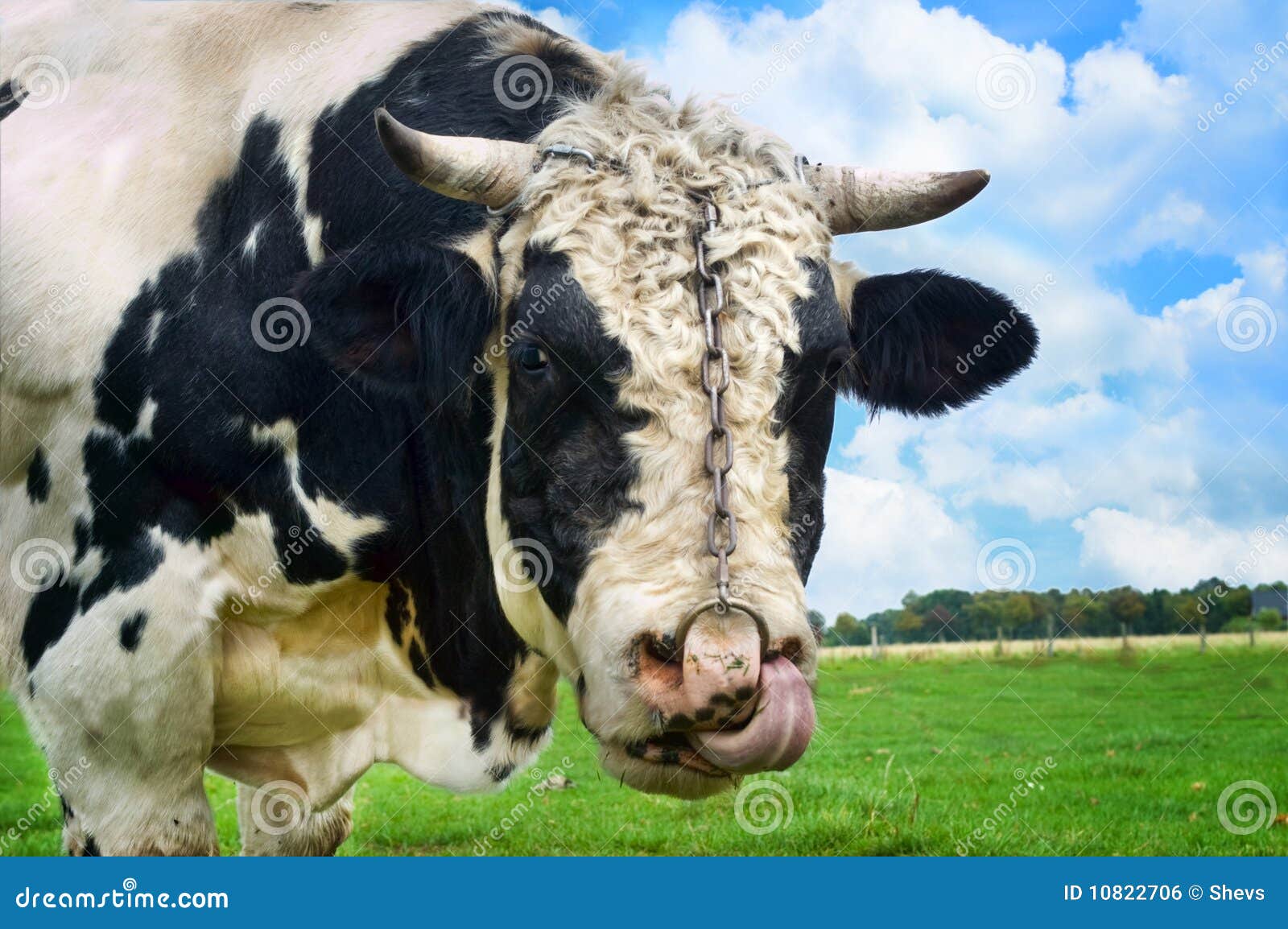 Toro grande con nosering foto de archivo. Imagen de carne - 10822706