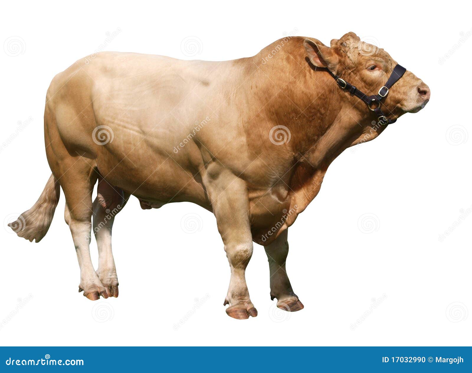 Toro grande de Gelbvieh foto de archivo. Imagen de deslumbrar - 17032990