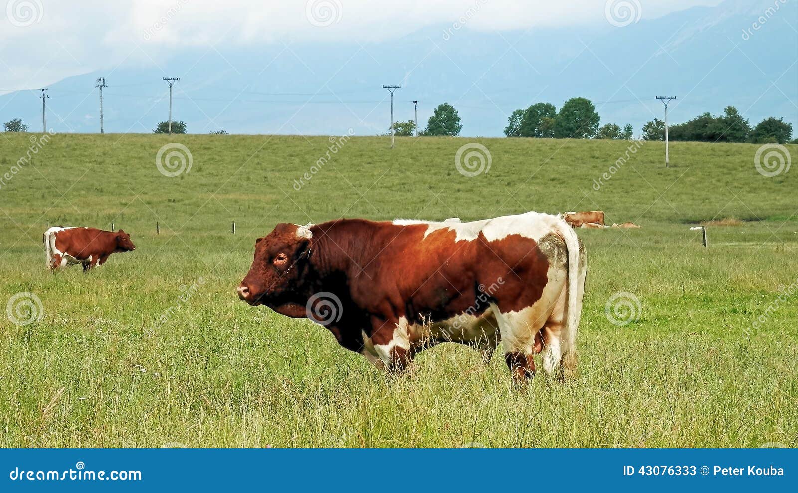 Toro grande en el pasto imagen de archivo. Imagen de verano - 43076333