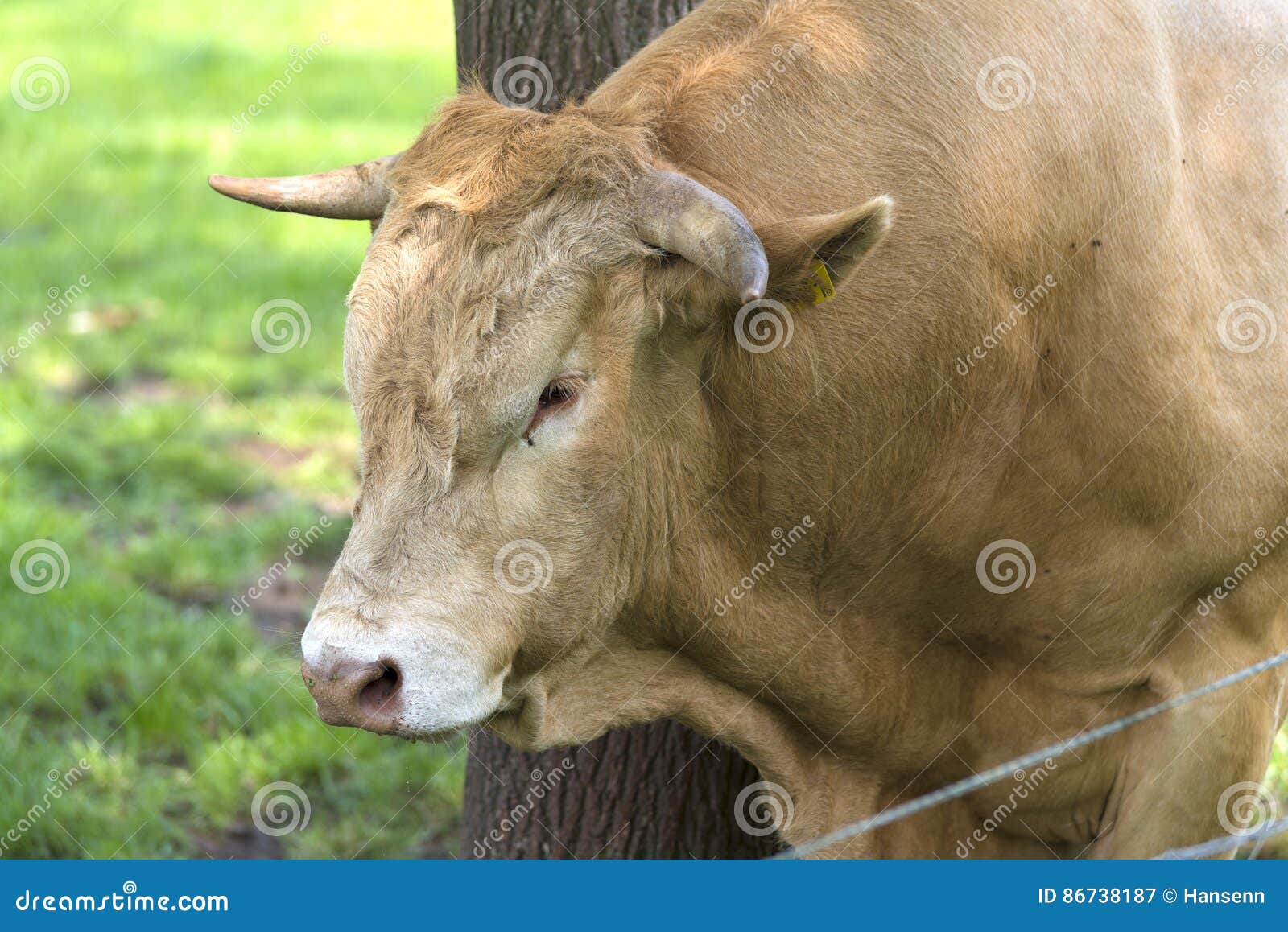 Toro Impressionante Delle Limousine Immagine Stock - Immagine di ...