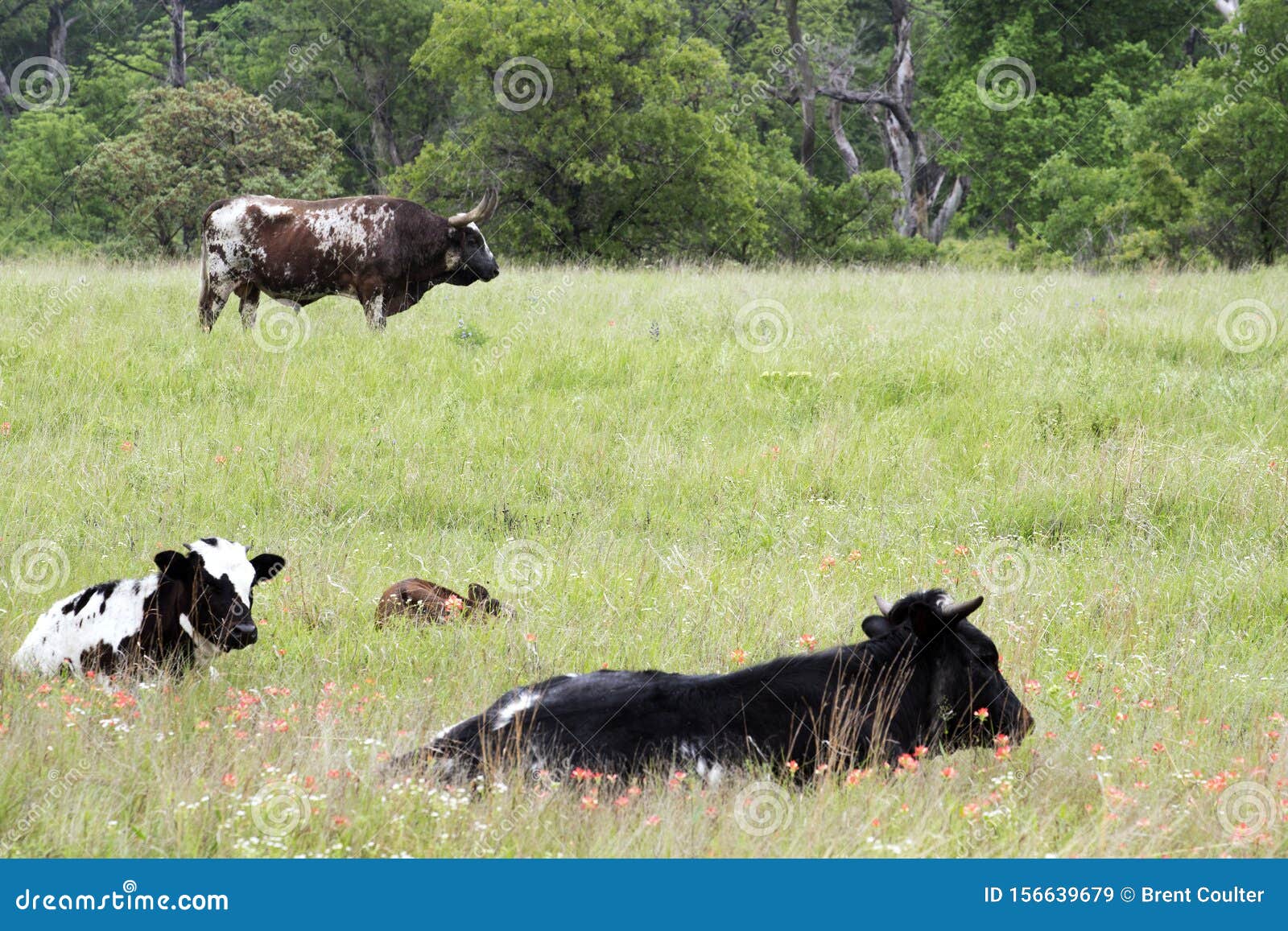 Toro Longhorn de Texas imagen de archivo. Imagen de palangreros - 156639679