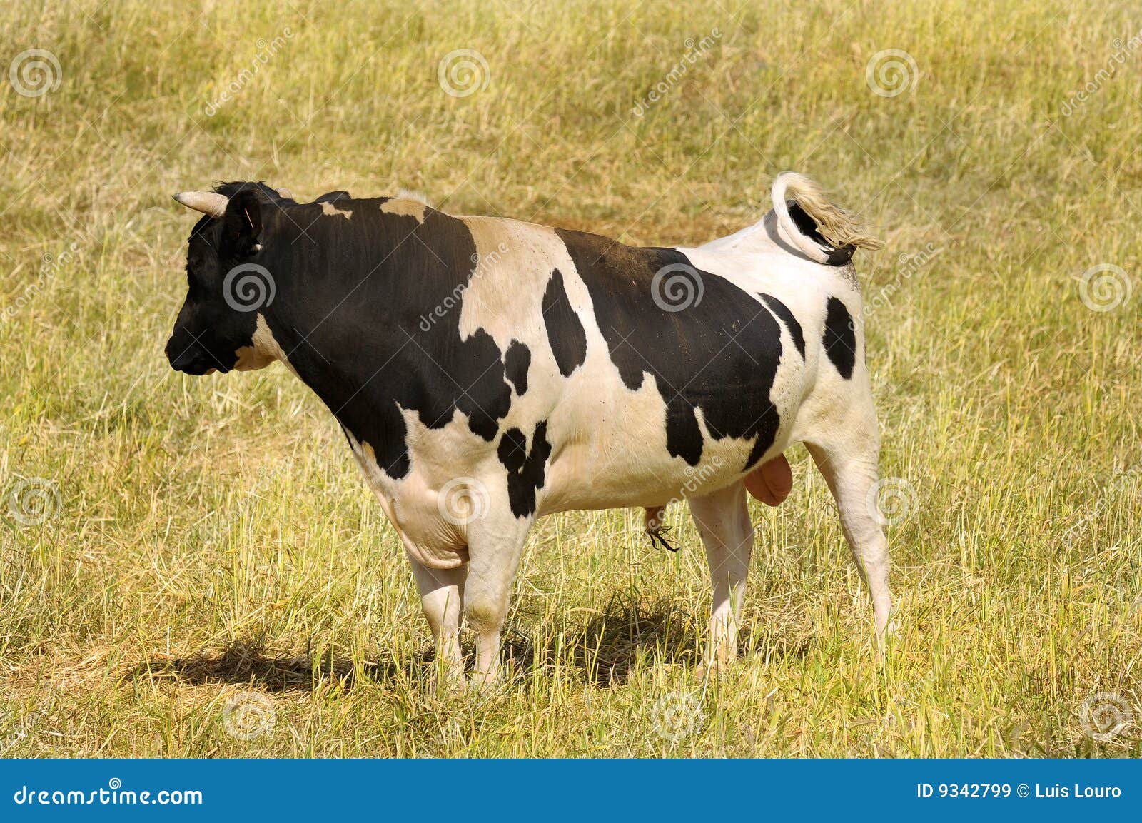 Toro manchado imagen de archivo. Imagen de agricultura - 9342799