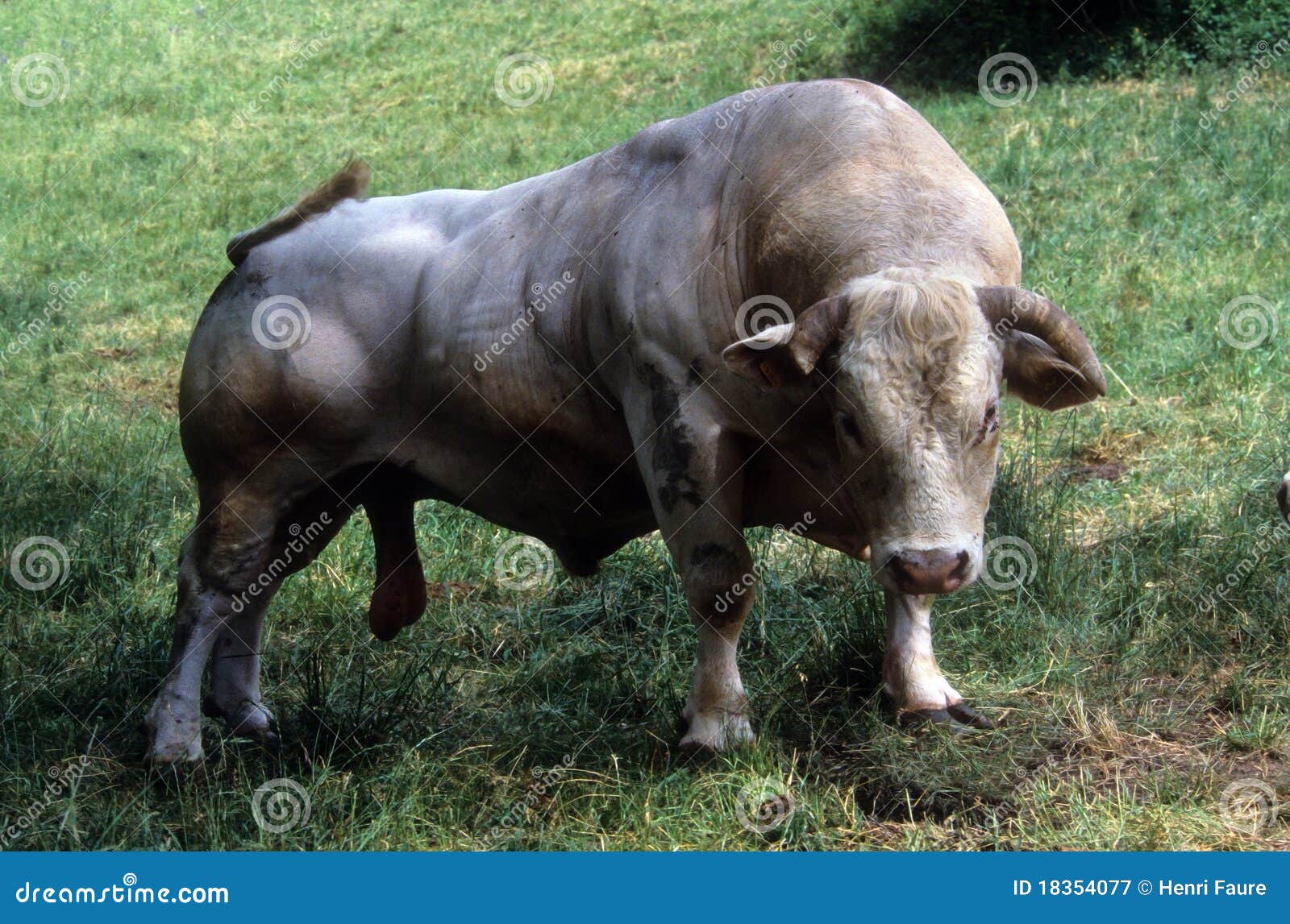 Toro Masculino Grande De Charolais Imagen de archivo - Imagen de enorme ...