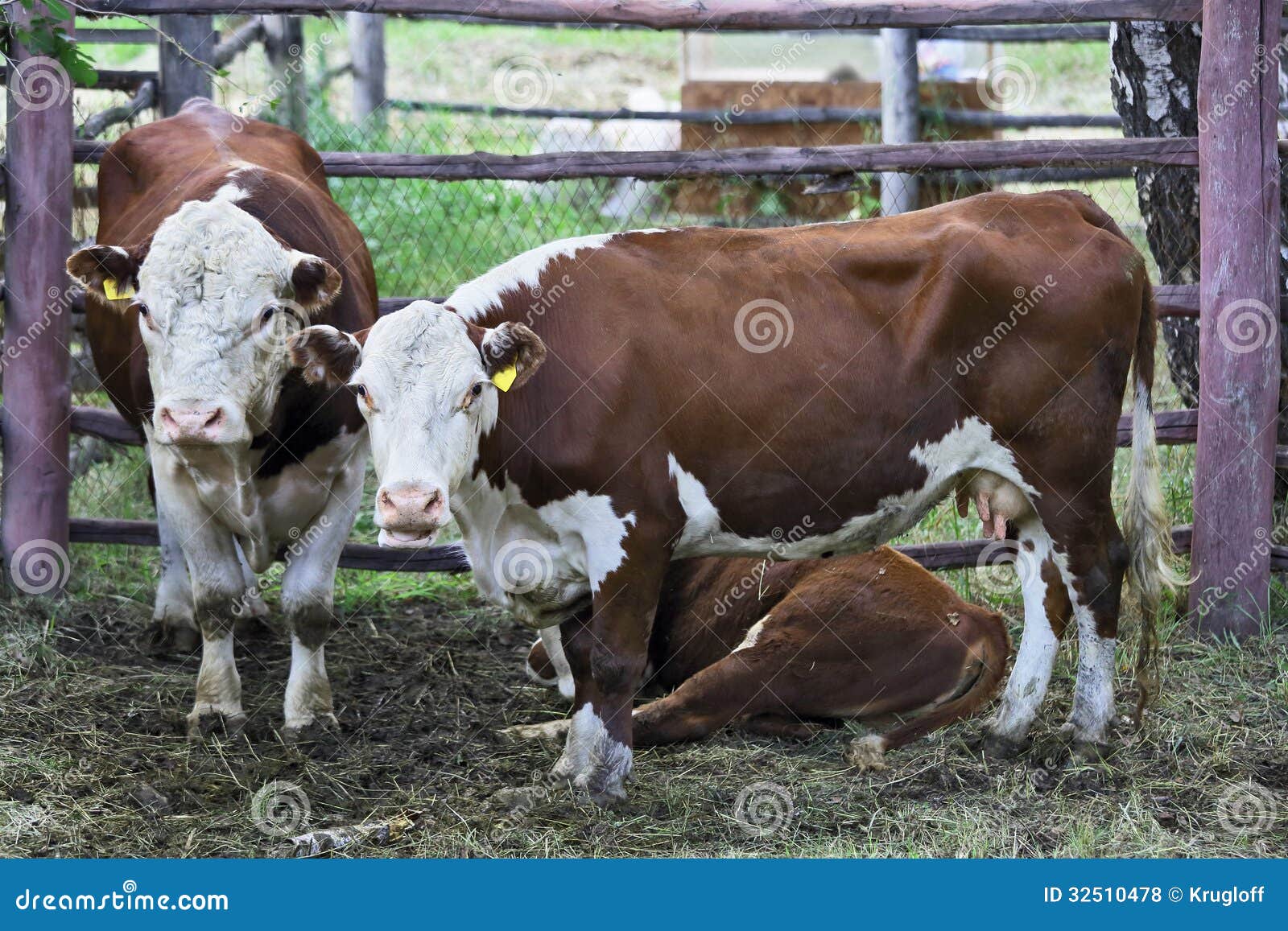 Toro, mucca e vitello fotografia stock. Immagine di nazionale - 32510478