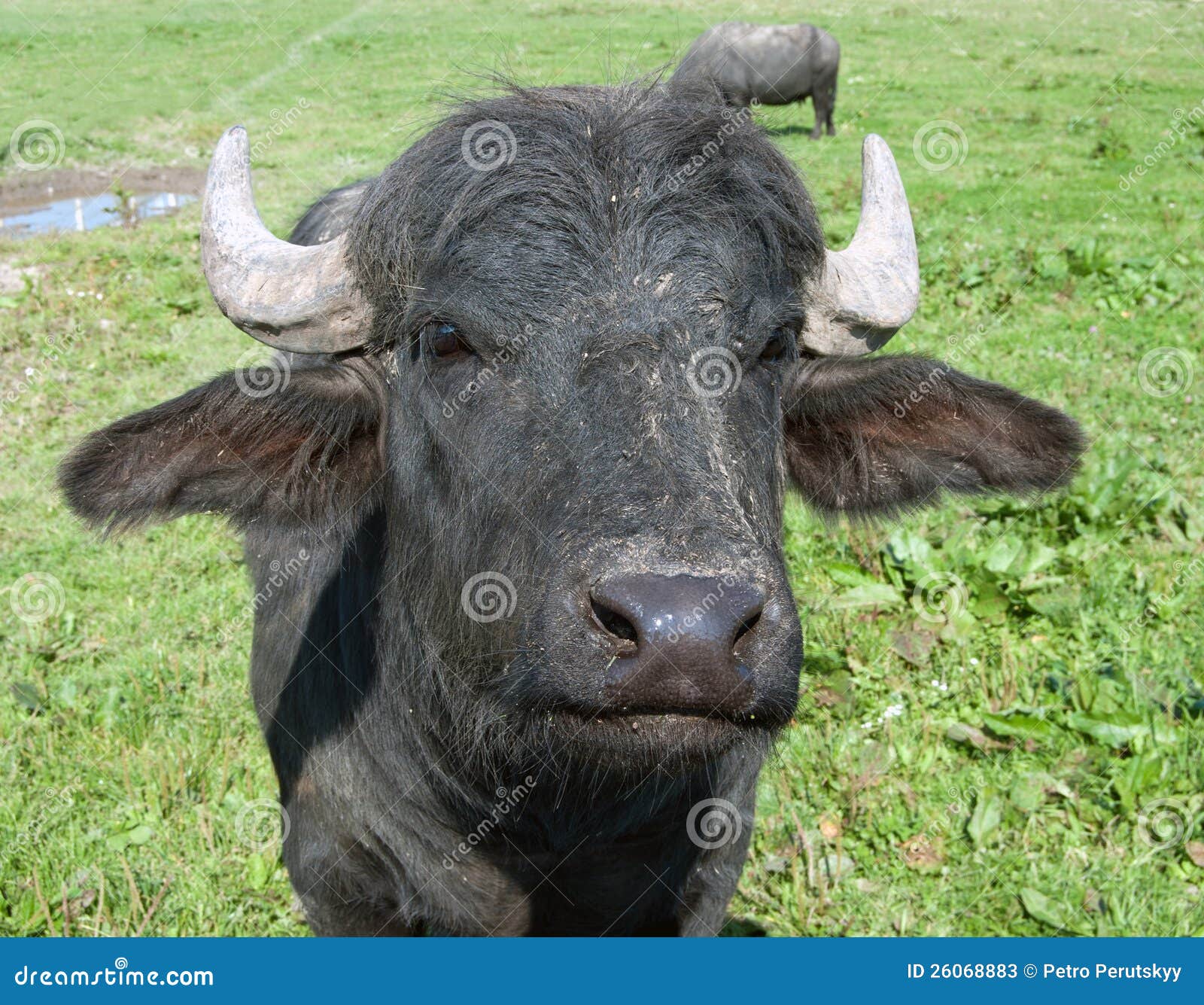 Toro negro imagen de archivo. Imagen de cara, prado, pastoral - 26068883