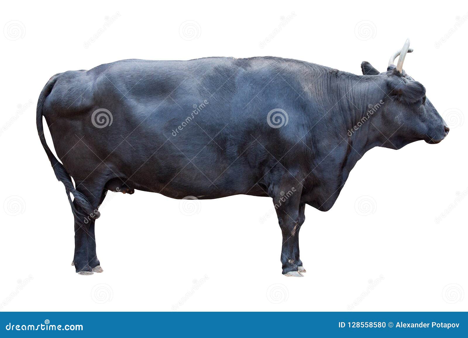 Toro Negro Del Color Aislado En Blanco Foto de archivo - Imagen de vaca ...