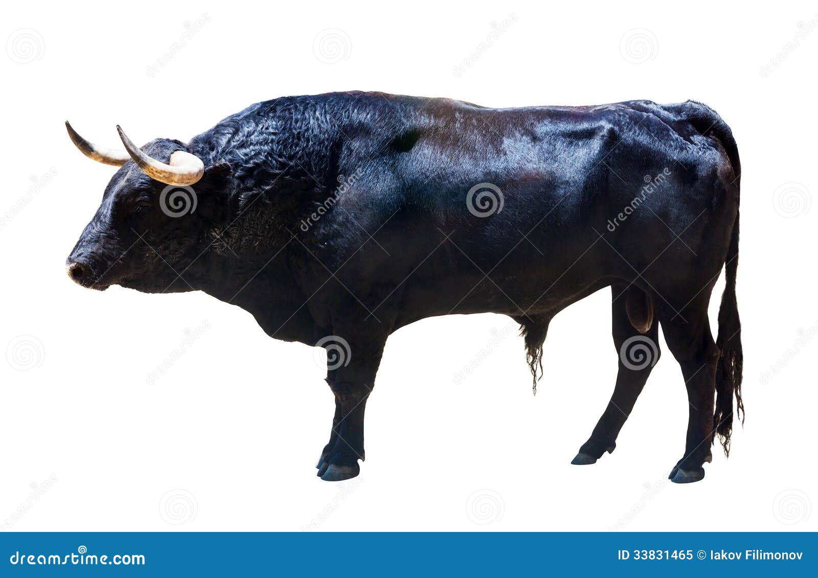 Toro Negro Derecho, Aislado Sobre Blanco Imagen de archivo - Imagen de ...