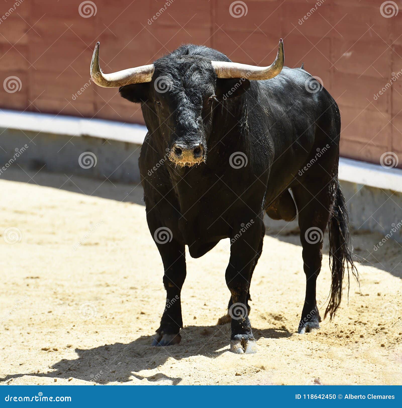 Toro negro español foto de archivo. Imagen de peligro - 118642450