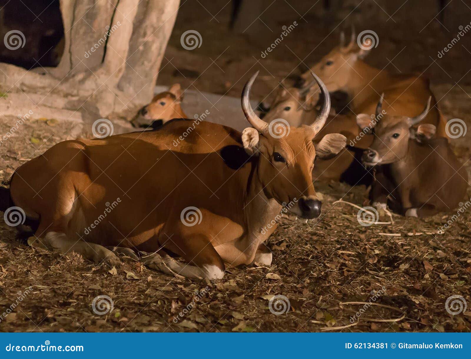 Toro rojo imagen de archivo. Imagen de toro, rojo, tailandia - 62134381