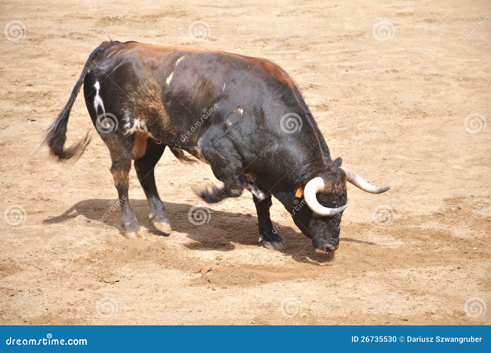 Toro Spagnolo Su Un Bullring Fotografia Stock - Immagine di azione ...