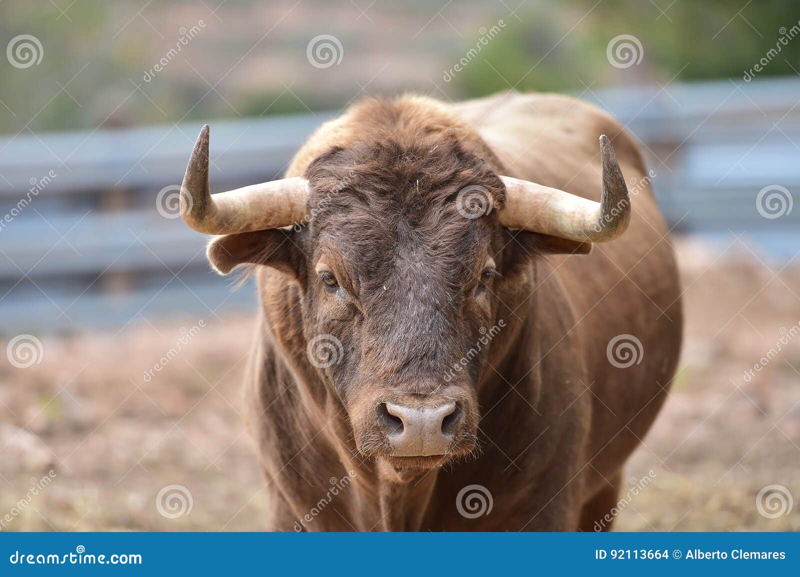 Toro stock photo. Image of ganado, bullring, toro, fierce - 92113664