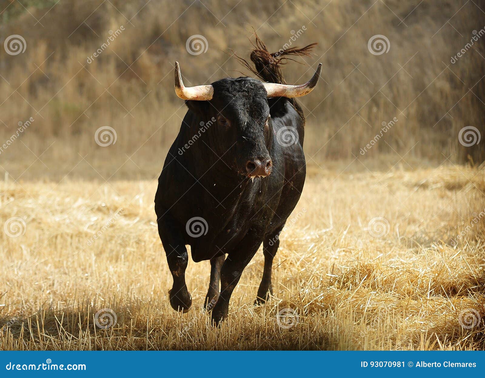 Toro stock image. Image of horns, bullfighting, bull - 93070981