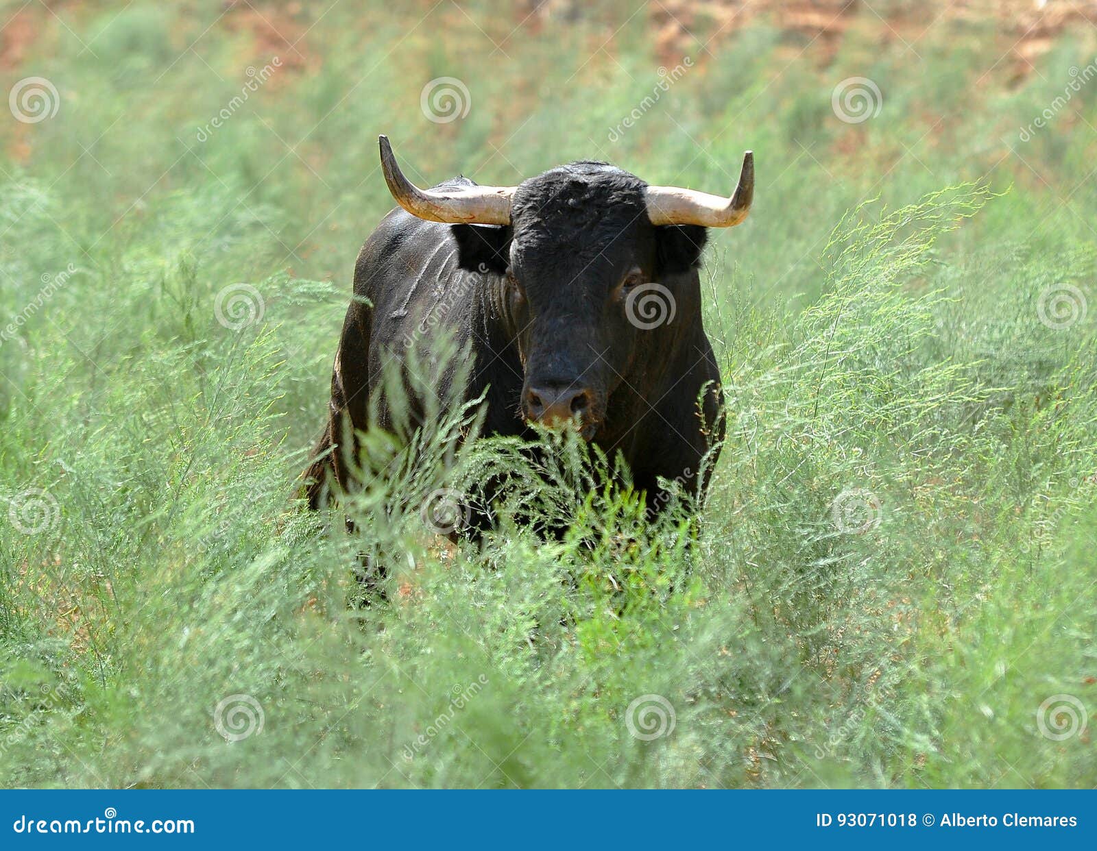 Toro stock photo. Image of enojado, bull, bravo, bravery - 93071018