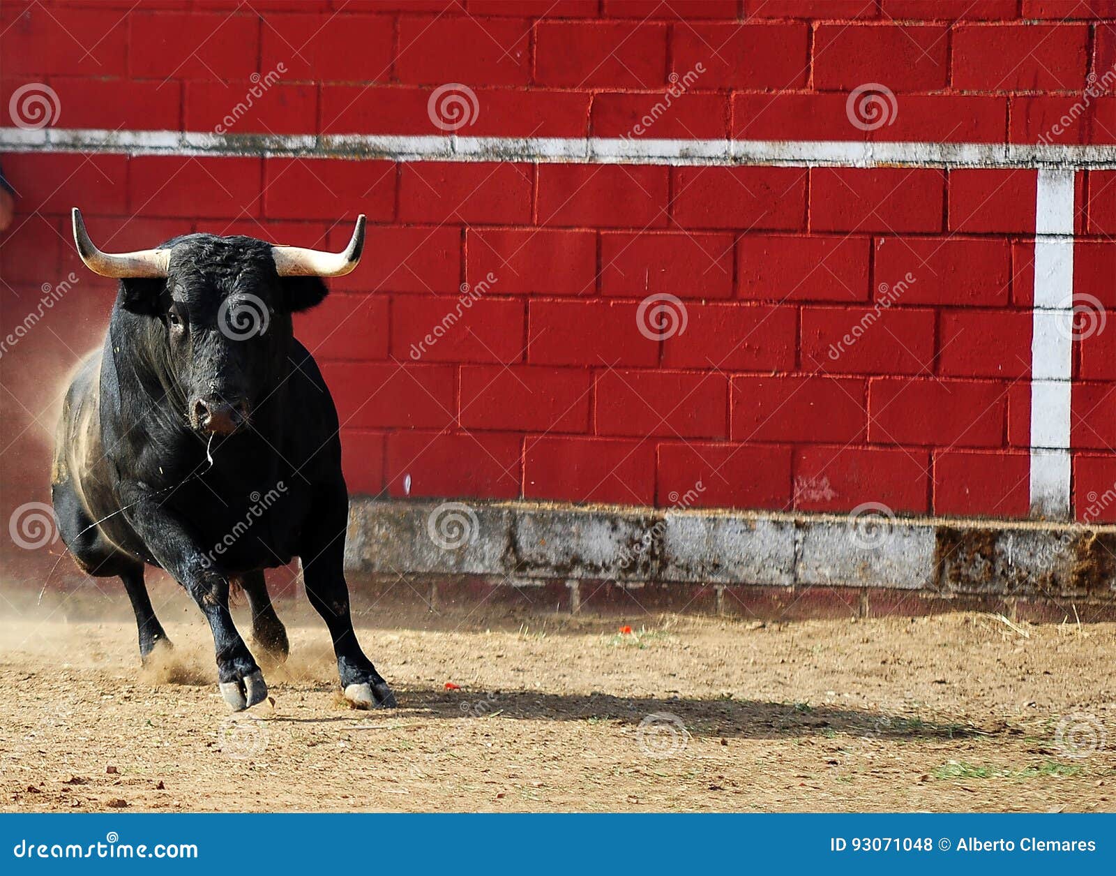 Toro stock photo. Image of bravo, antlers, bullfighting - 93071048