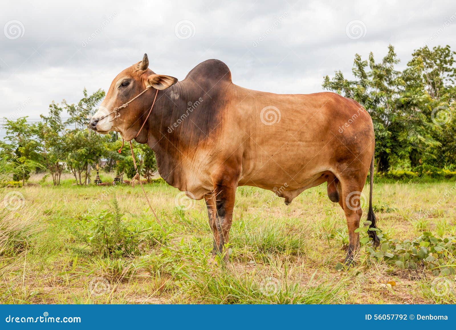 Toro Tailandese Della Mucca Fotografia Stock - Immagine di rinforzi ...