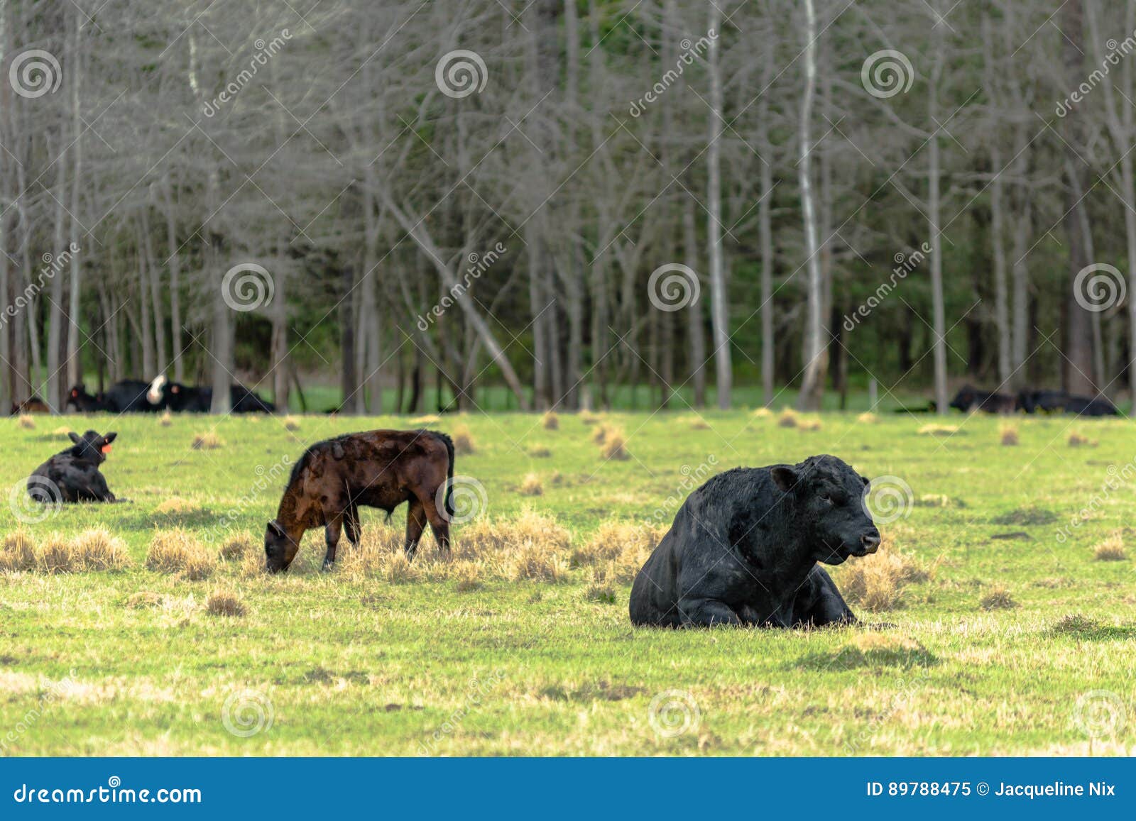 Toro y becerros de Angus imagen de archivo. Imagen de joven - 89788475