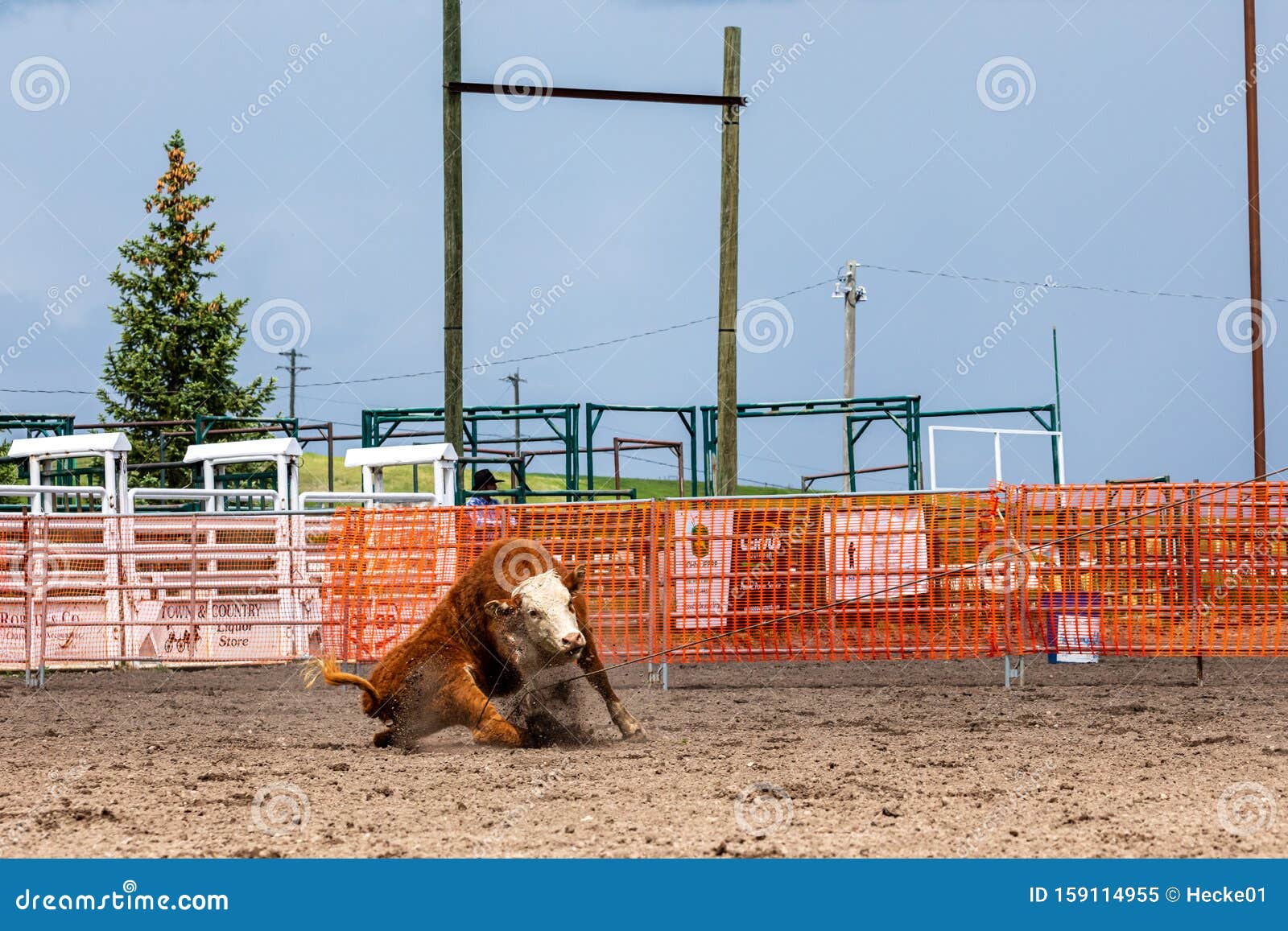 Toro y vaca en la granja imagen de archivo. Imagen de agricultura ...