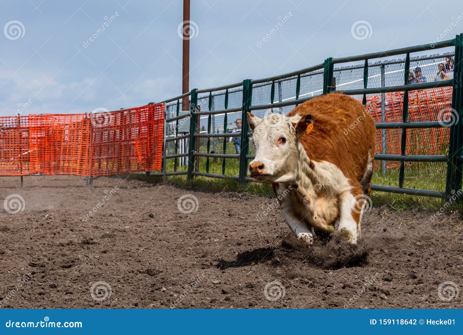 Toro y vaca en la granja foto de archivo. Imagen de campo - 159118642
