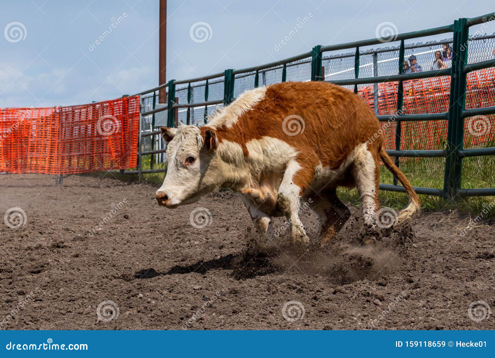 Toro y vaca en la granja imagen de archivo. Imagen de vacas - 159118659