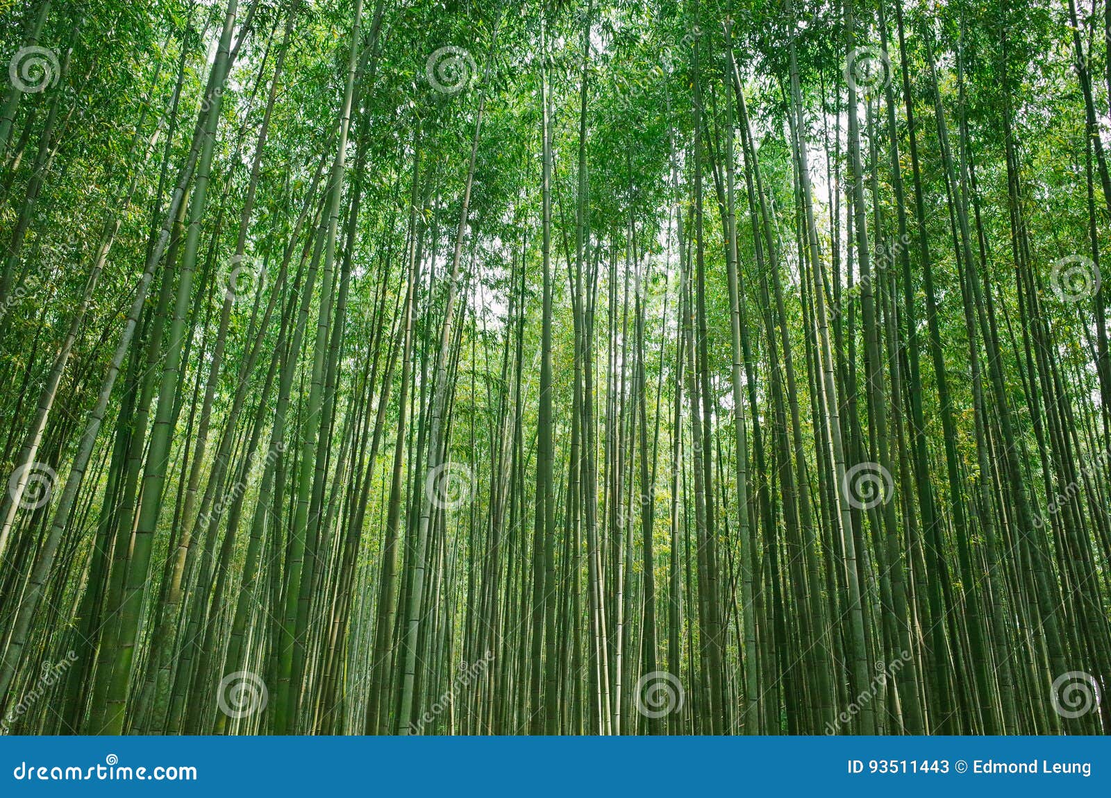 Torokko saga bamboo forest stock image. Image of spring - 93511443